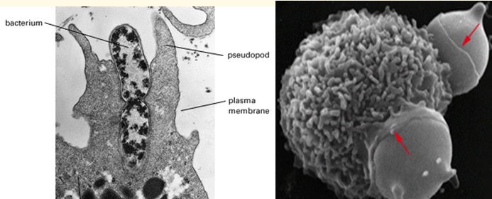 Biologia celular: construindo conhecimentos: Sistema de Endomembranas