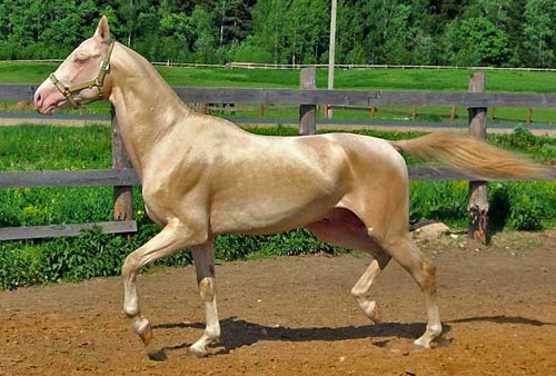 10 Most Beautiful Horses in The World ~ Explore Amazing World