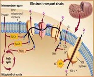 BIOLOGI BERBAGI: METABOLISME SEL