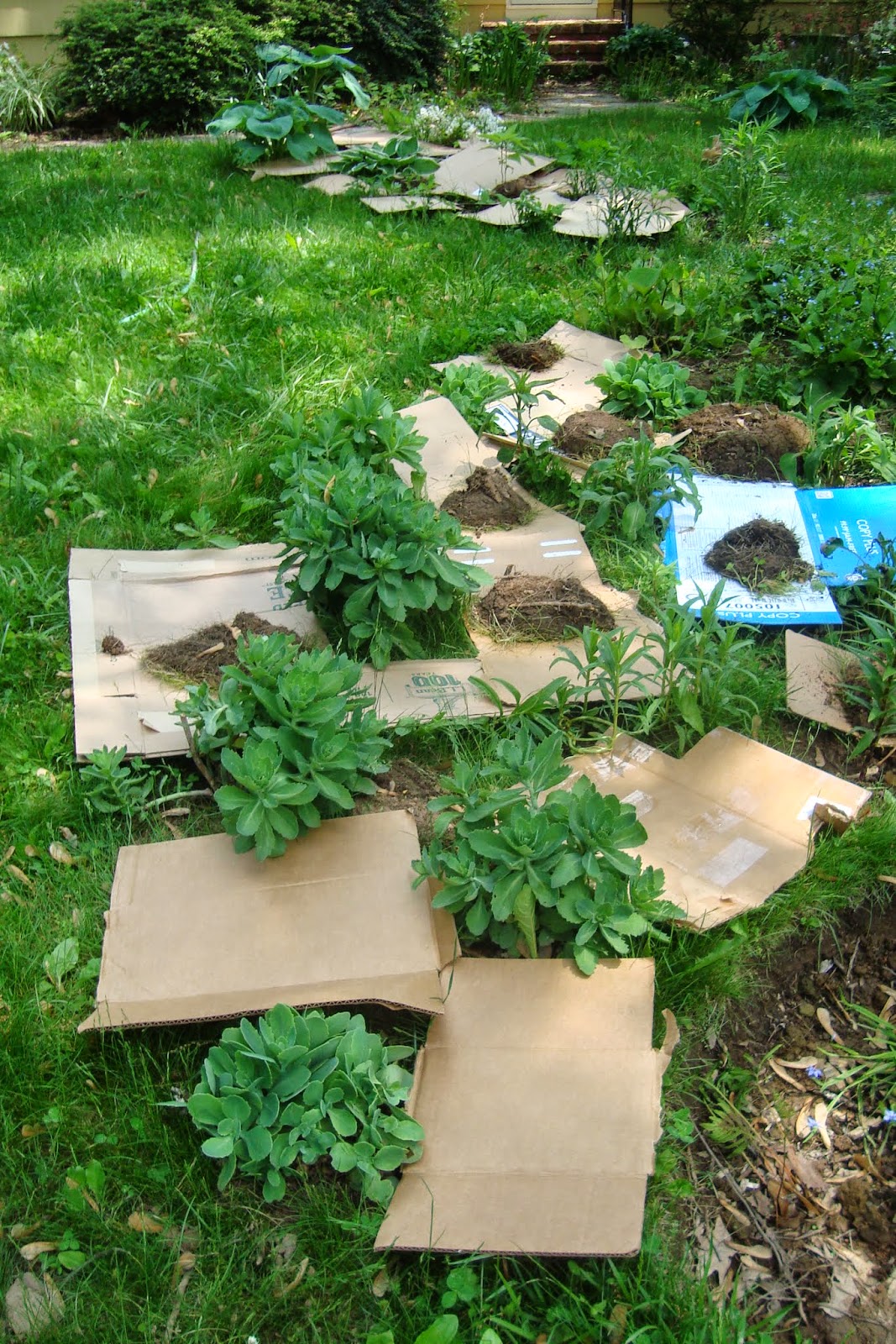 Princeton Nature Notes: Incredible Shrinking Lawn, Thanks To Cardboard