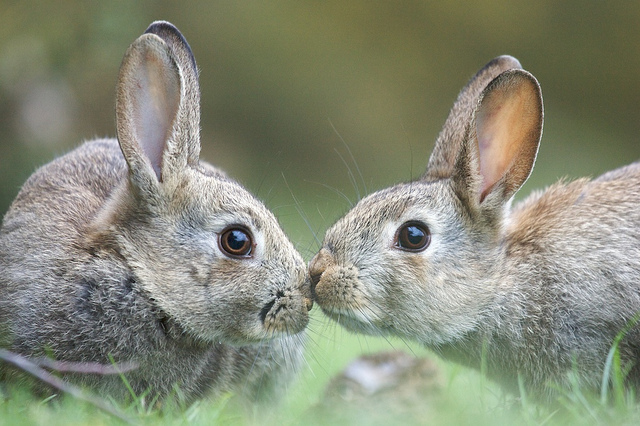 Rabbit ~ Wild Life