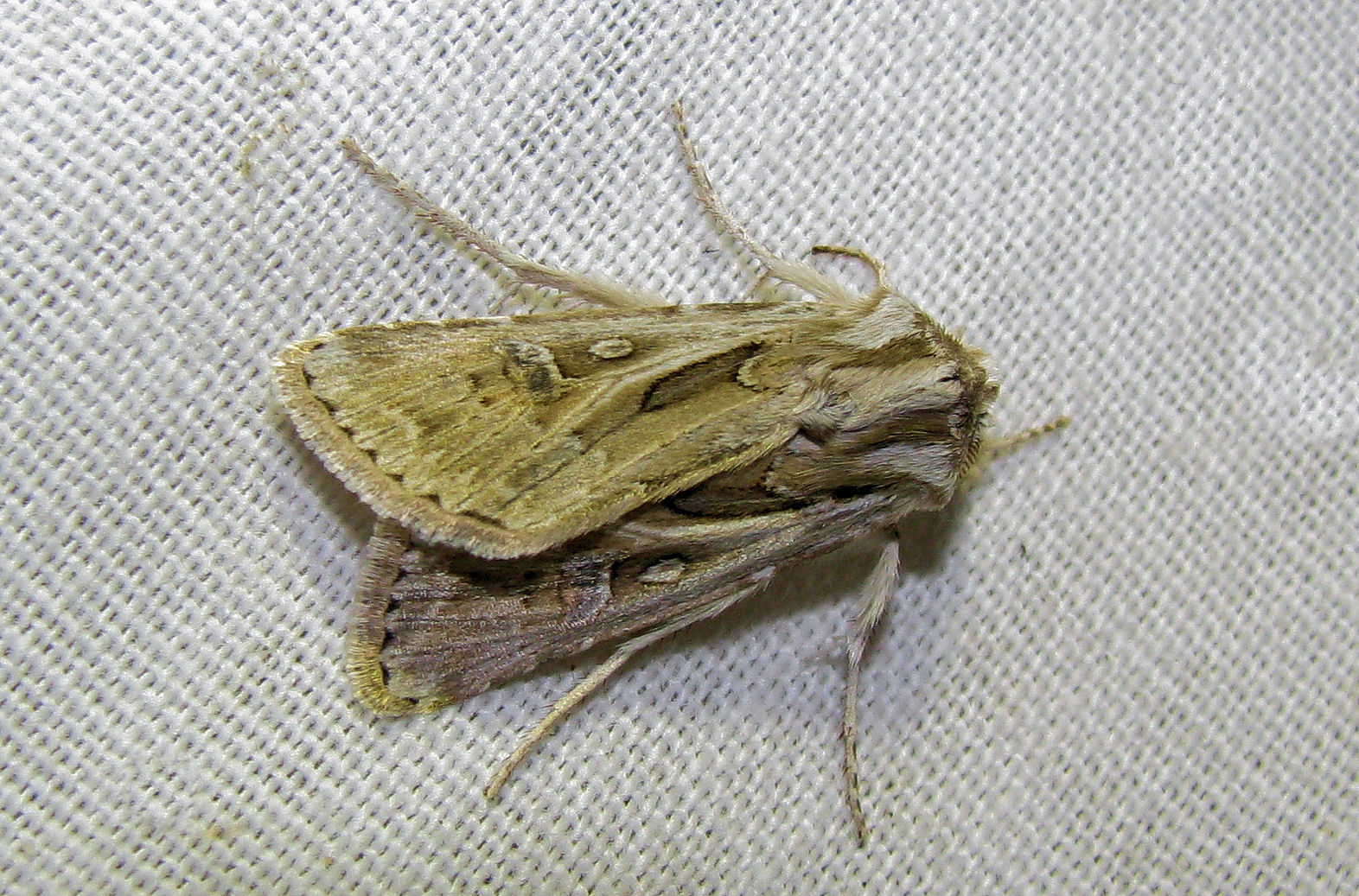 LEPIDOPTERA by Ed 1: Agrotis grasslini
