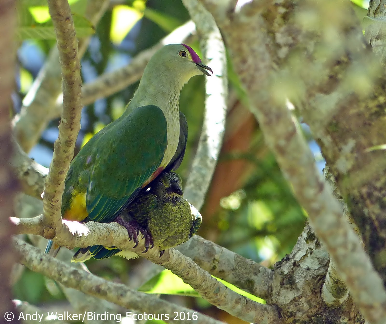 A.W.Birder: Always on the lookout for fine birds...: Samoan Birding