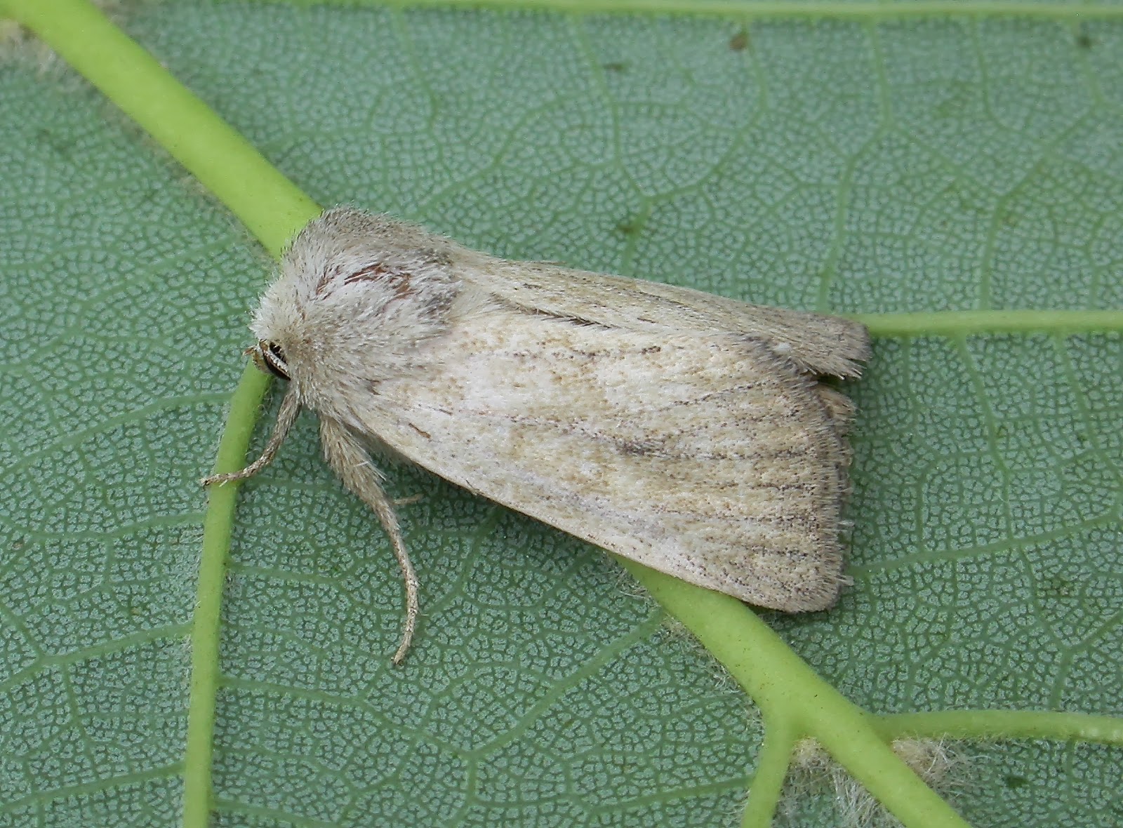Garden Moths, 1999 to 2022