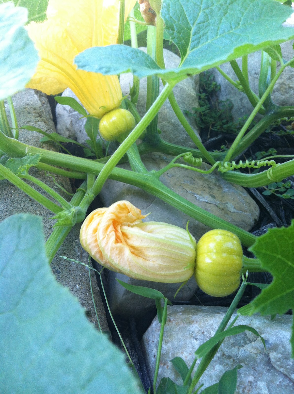 Handmade by CJ: Growing Mini Pumpkins - The Easy Way!