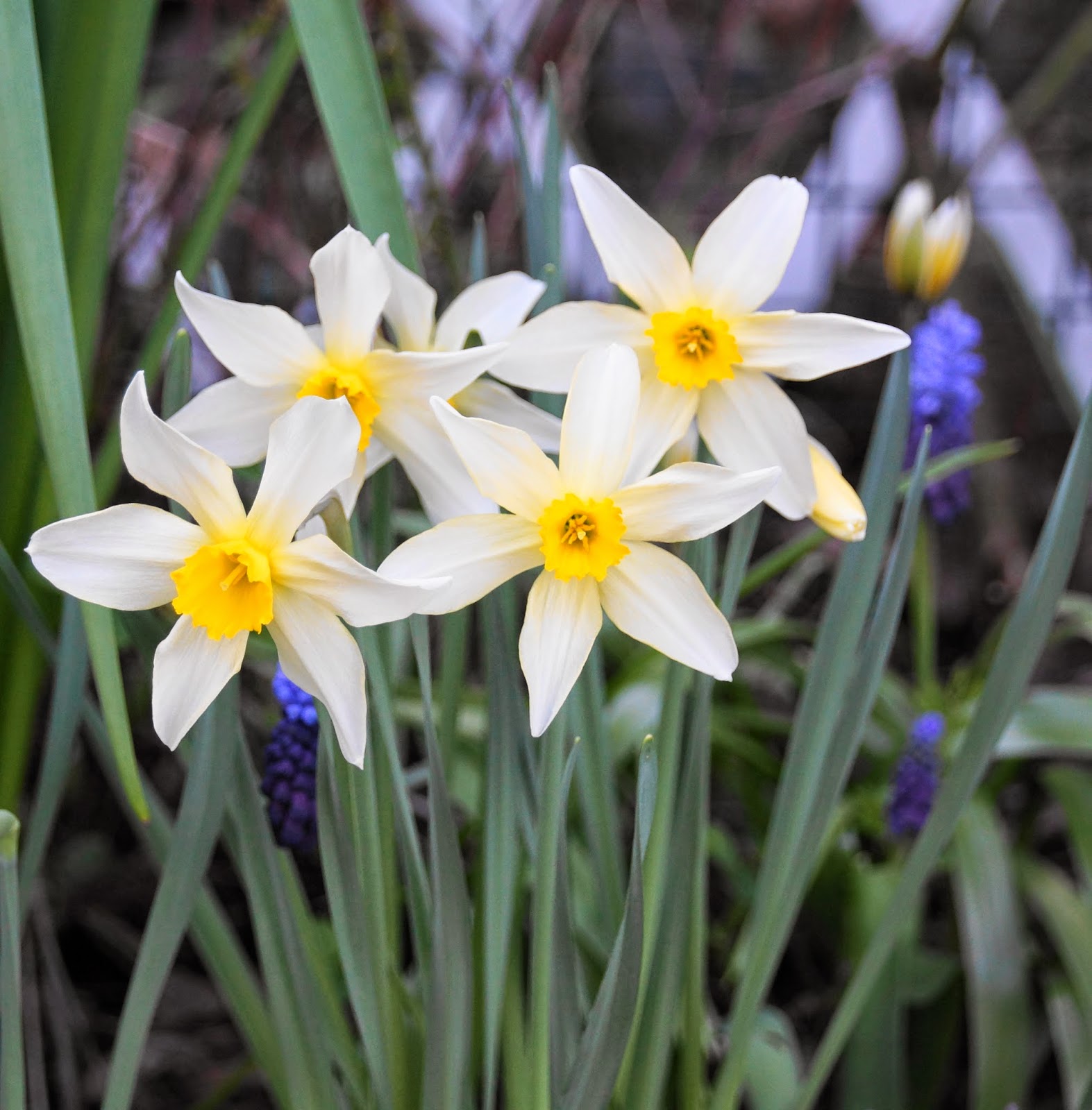 Villroses hage: Kom mai...