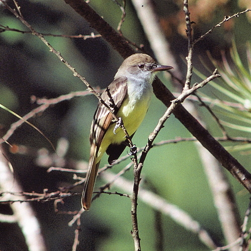 Birding Trips: THE LESSER ANTILLES and MARYLAND TRIP REPORT