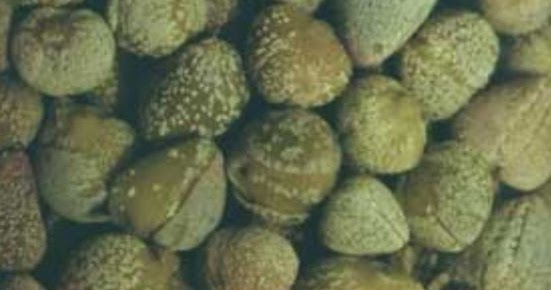 Bunatatile casei: Capere