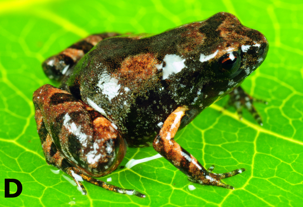 Species New to Science: [Herpetology • 2019] Noblella thiuni • A New ...