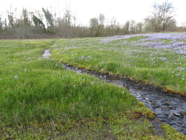 A Field of Camas