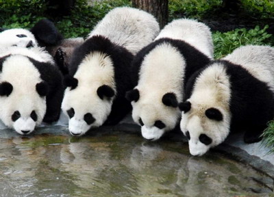 All About Animal Wildlife: Giant Panda Information and Images