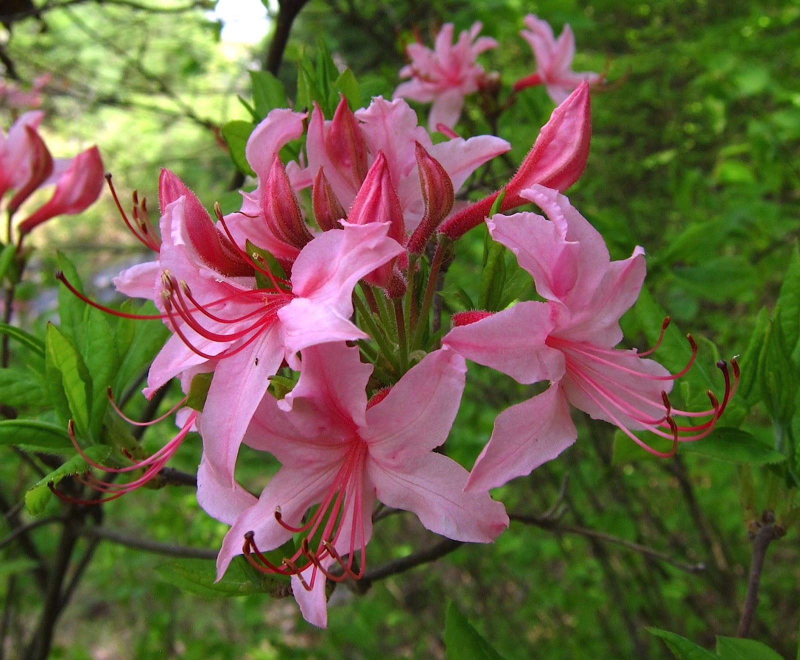 Saratoga woods and waterways: A Great Way to Spend My Birthday!