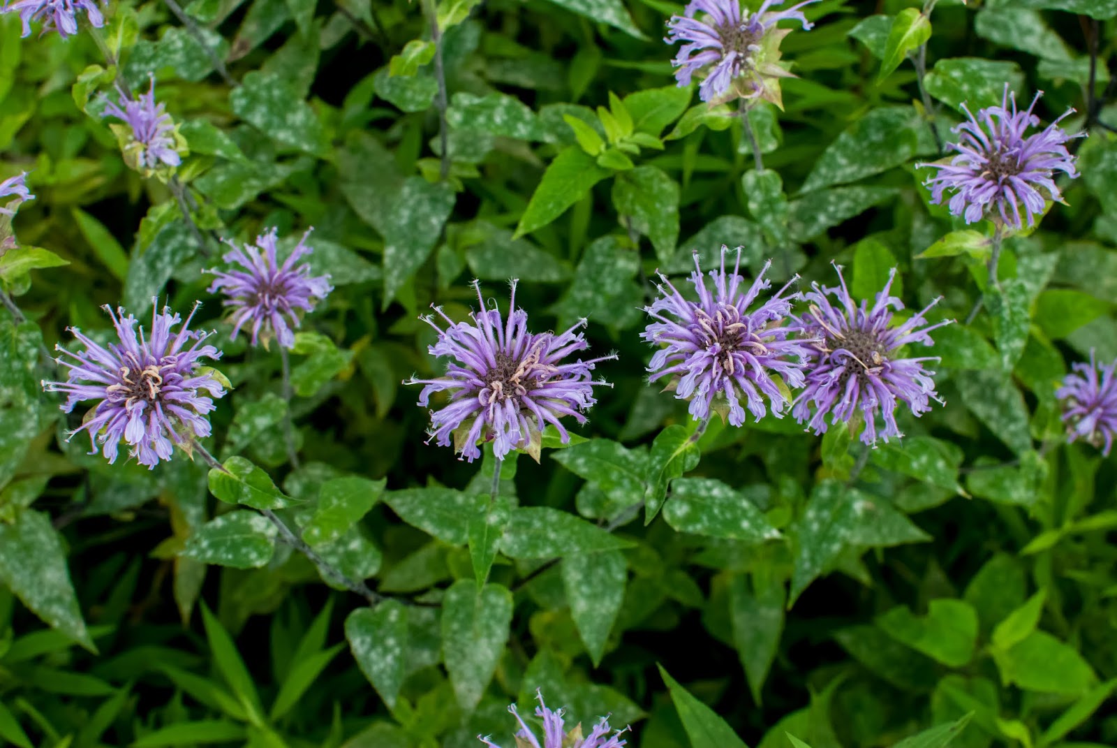 Wild Bergamot