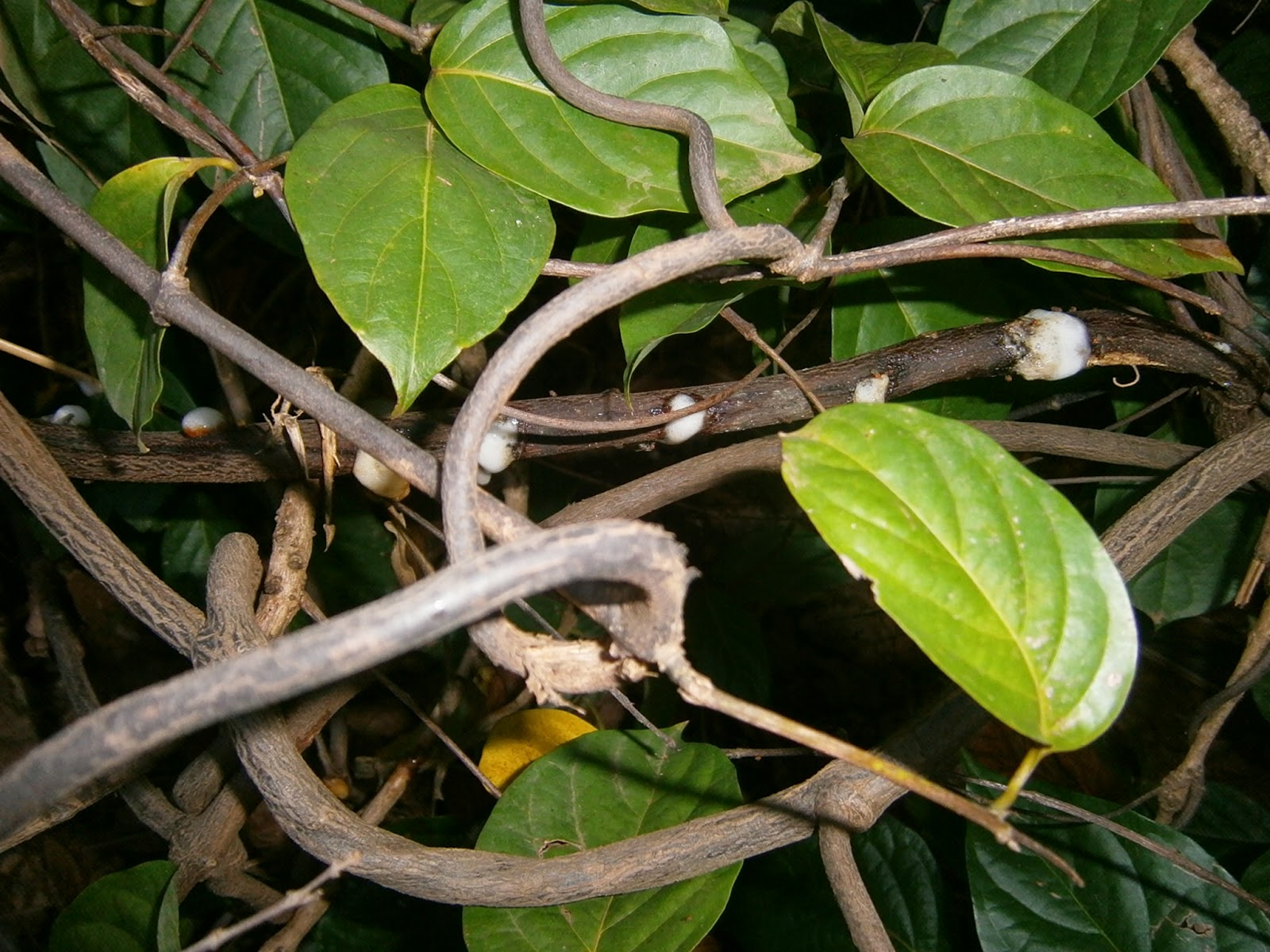 Zelando pela Chacrona e pelo Jagube: Besouro Sugando Seiva do Jagube