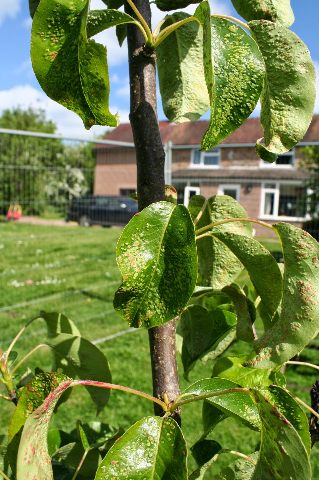 Rural Retreat Restoration: Pear leaf blister mite strikes