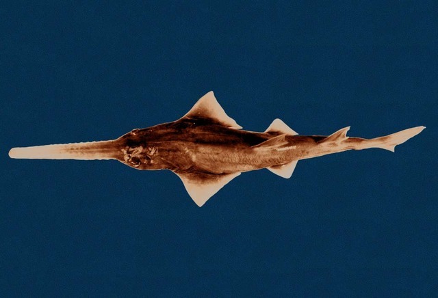 Artes de Pesca: VAMOS A PESCAR PRISTIFORMES (Peces Sierra)