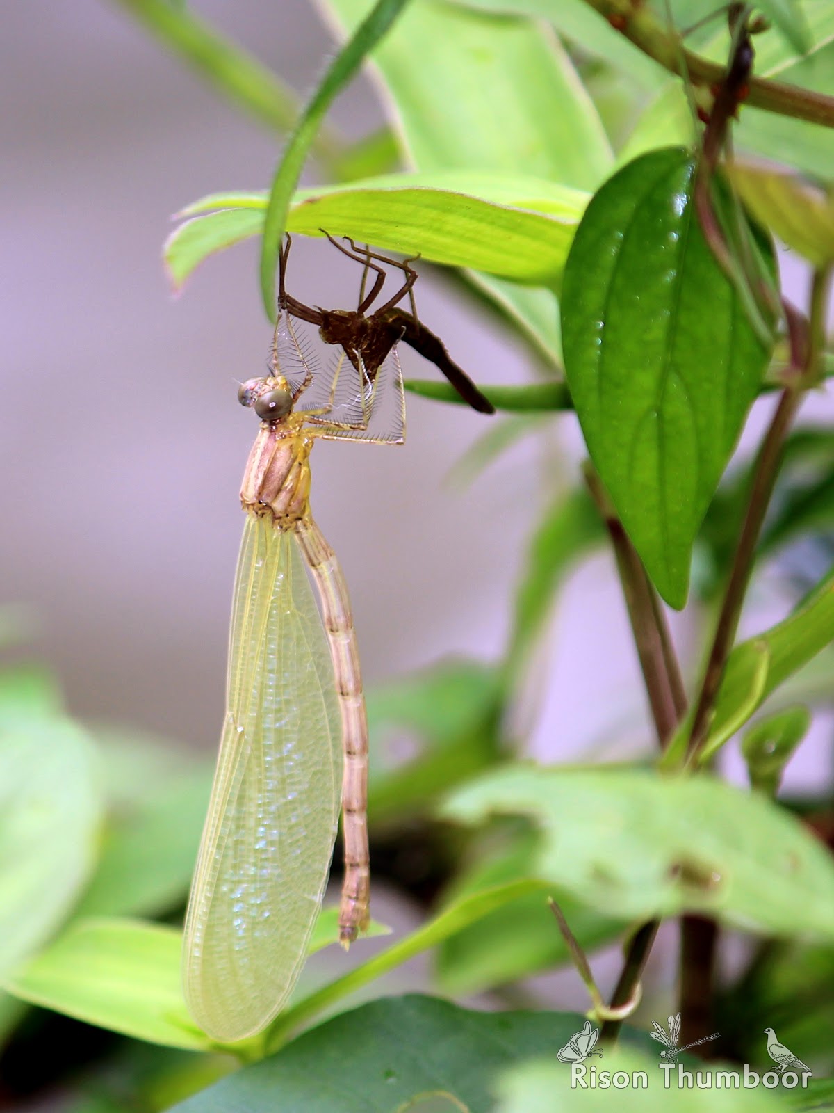 Dragonflies and Damselflies Of Kerala: Newly Emerged & Tenerals of ...