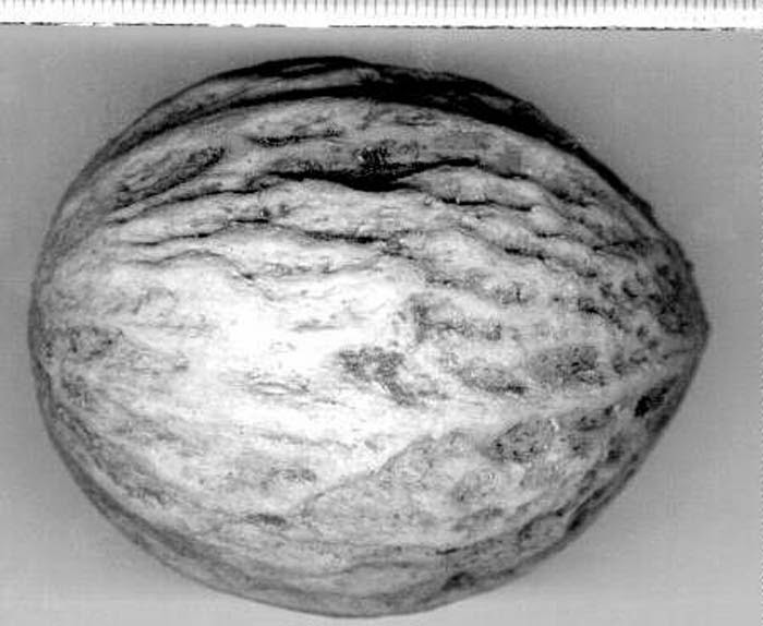 Guido Korbach, homöopathische Praxis: Okoubaka Erfahrungen Anwendung ...