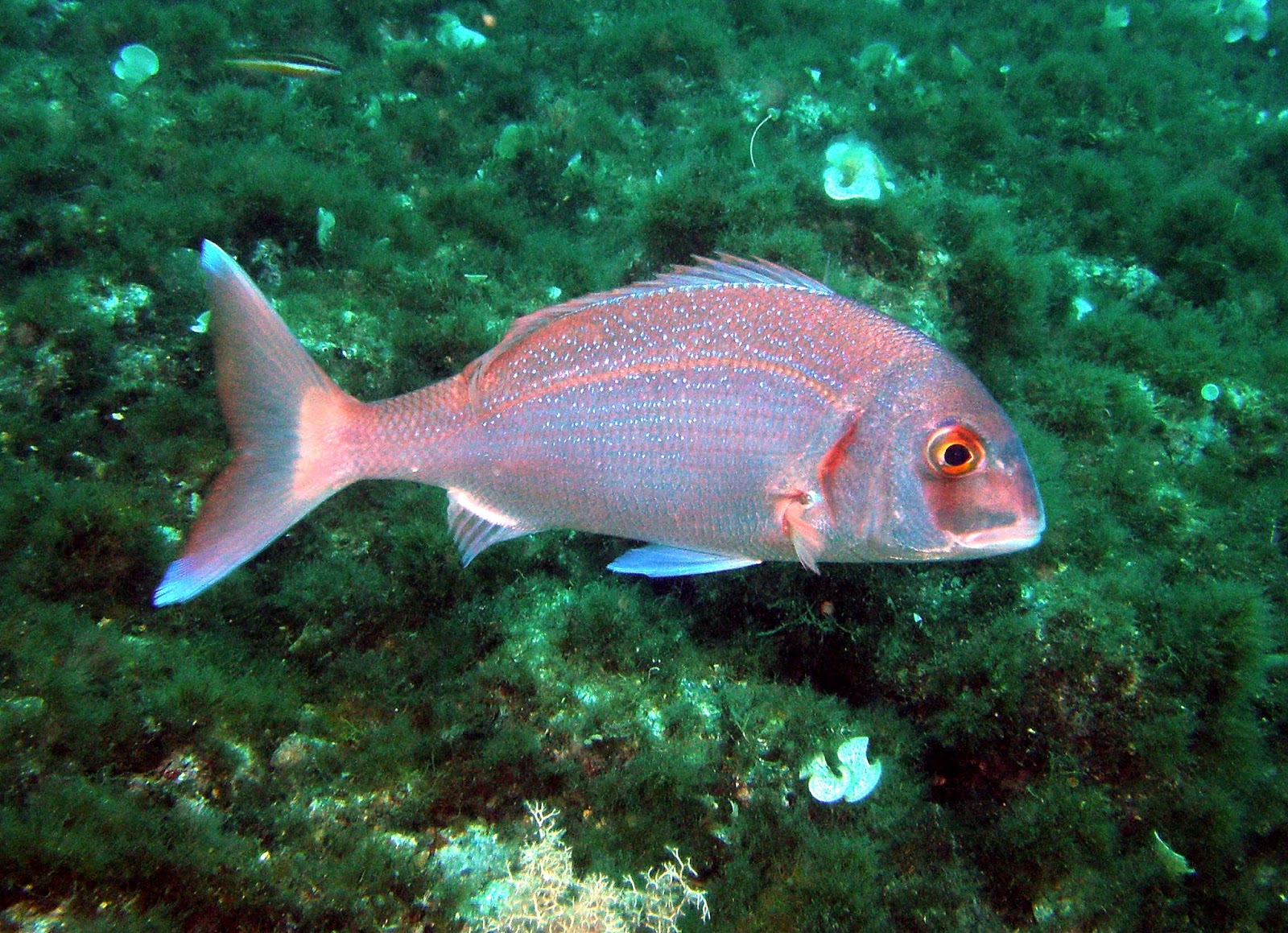 Iluminación Profunda: Breca