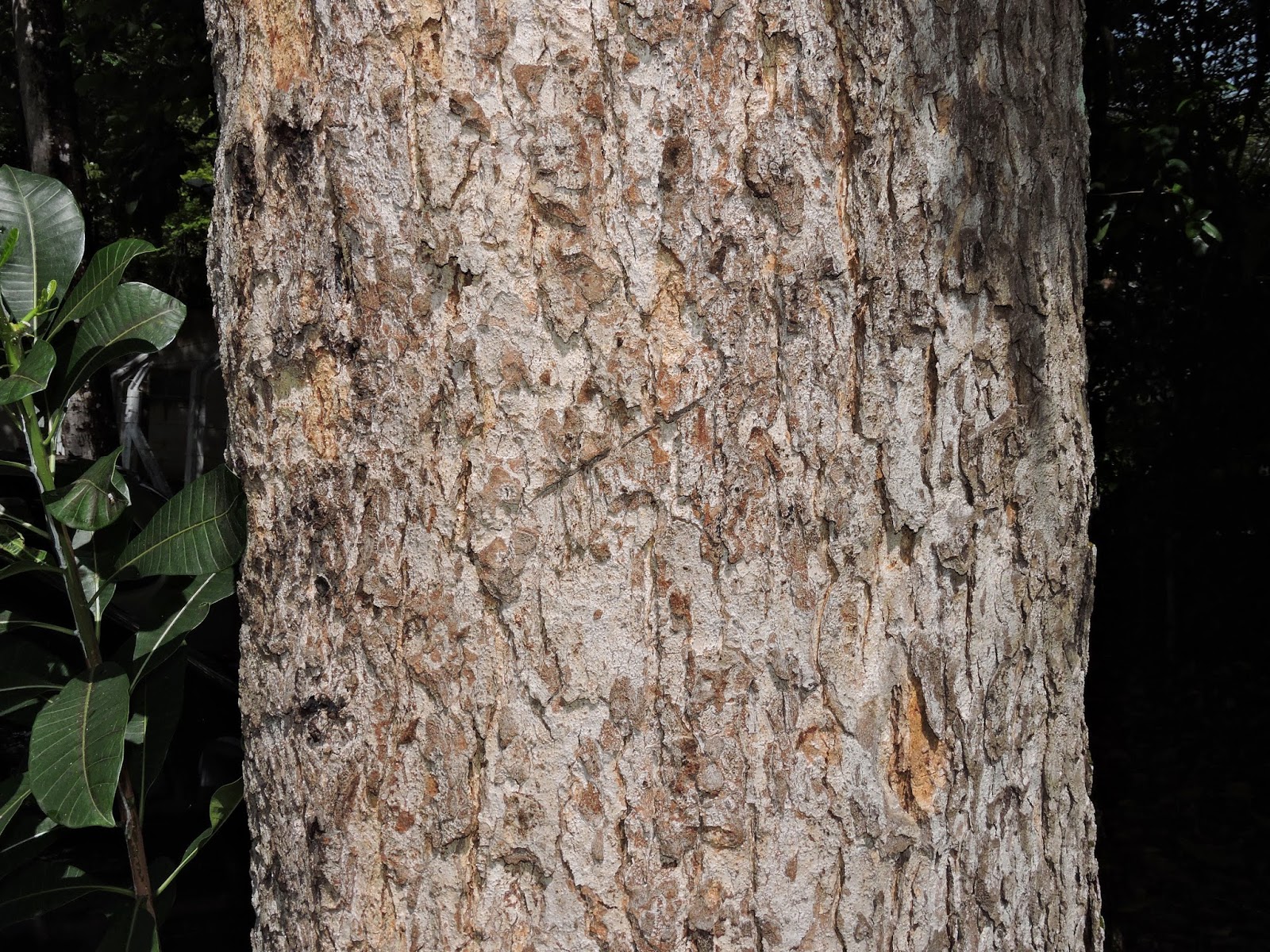 Fabaceae - Leguminosae no Brasil: Fabaceae - Bowdichia virgilioides ...