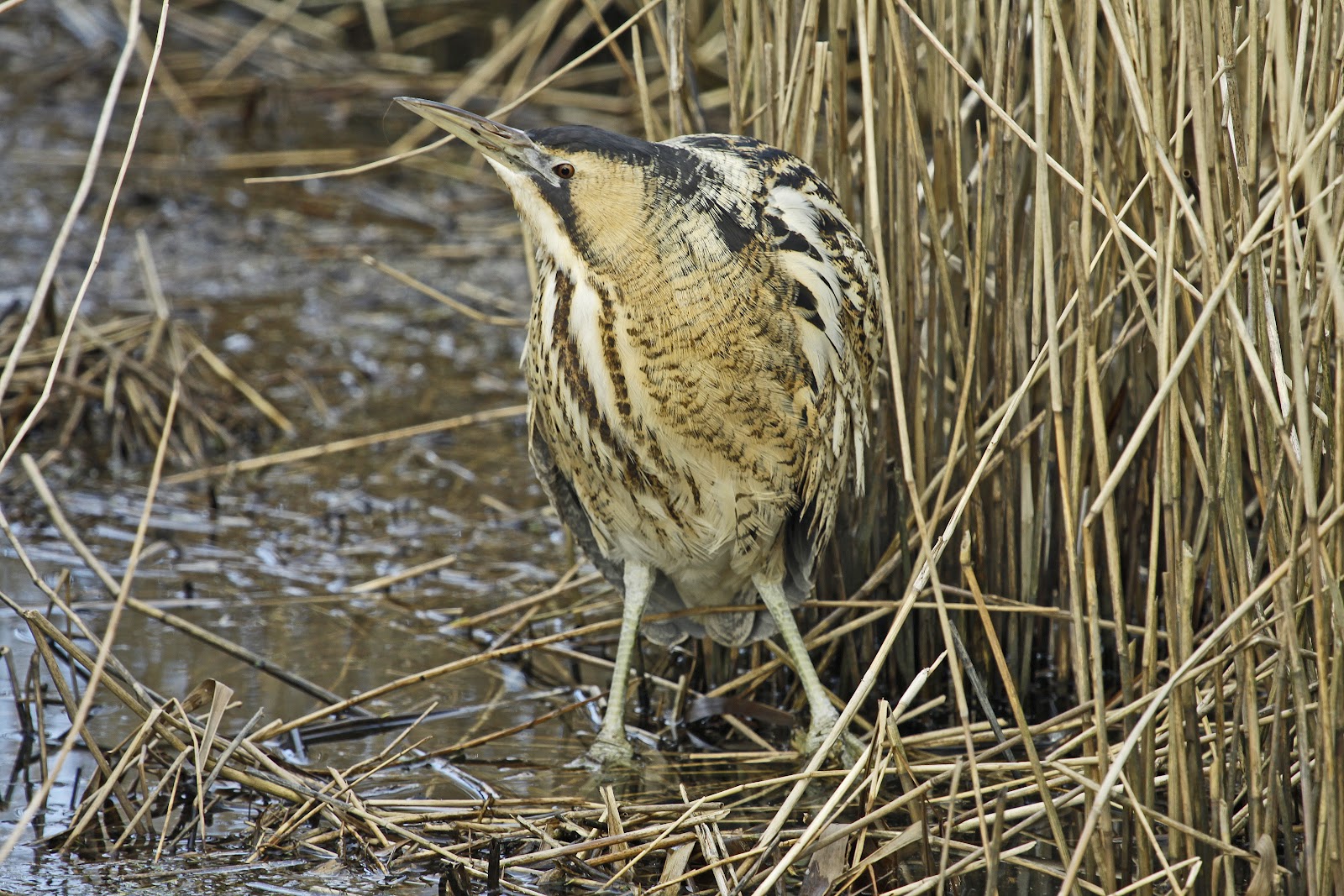 NatuurlijkNatuur: Roerdomp. [Botaurus stellaris]