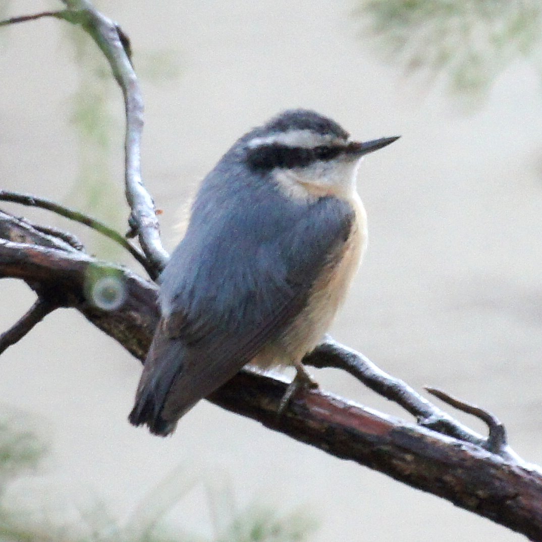 Red Breasted Nuthatch- New Jersey Bird Photos