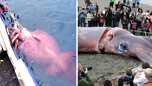 h. "Unbelievable Encounter: American Fishermen's Epic Atlantic Voyage ...