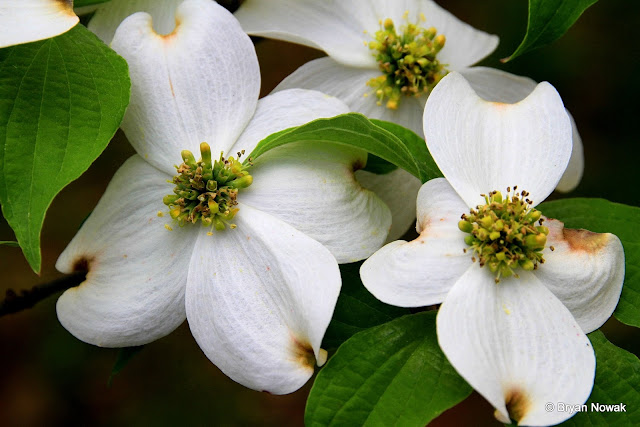 Legend Of The Dogwood Tree legend-of-the-dogwood-tree