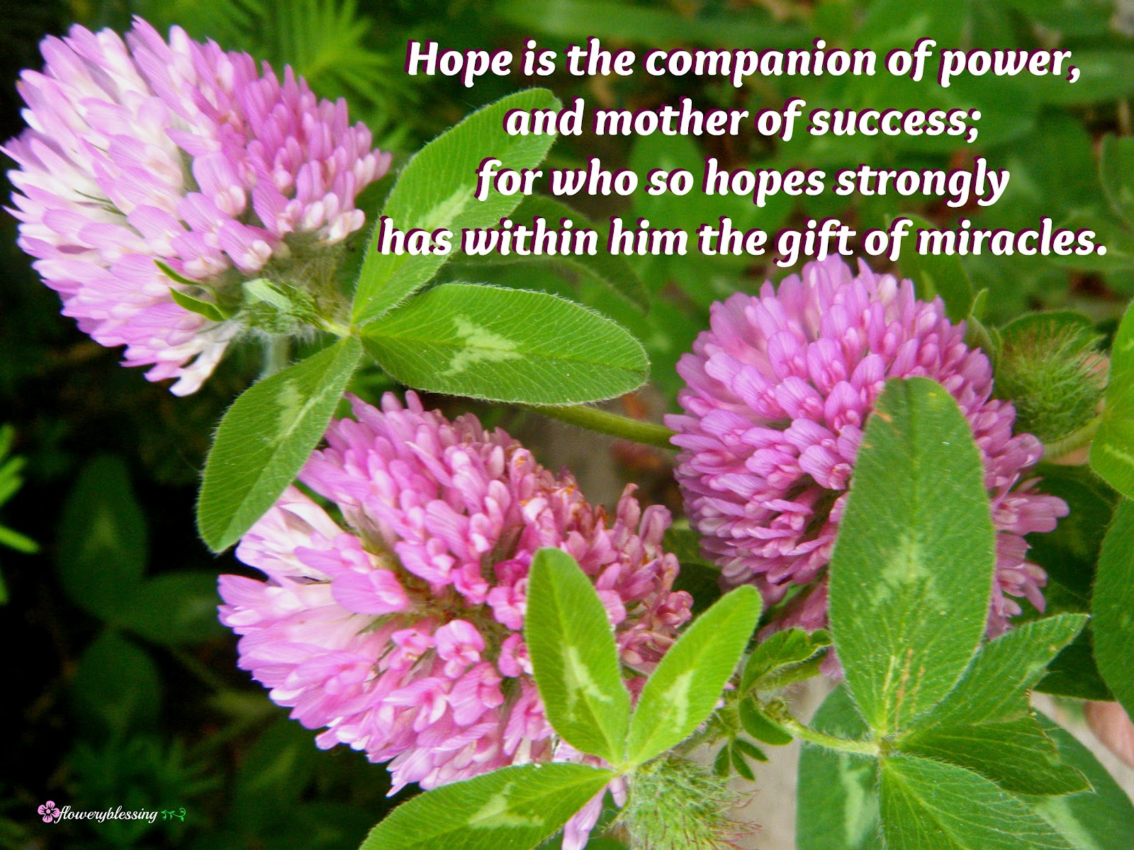 Flowery Blessing: Hope is the companion of power, and mother of success ... Flowery Blessing: Hope is the companion of power, and mother of success ...