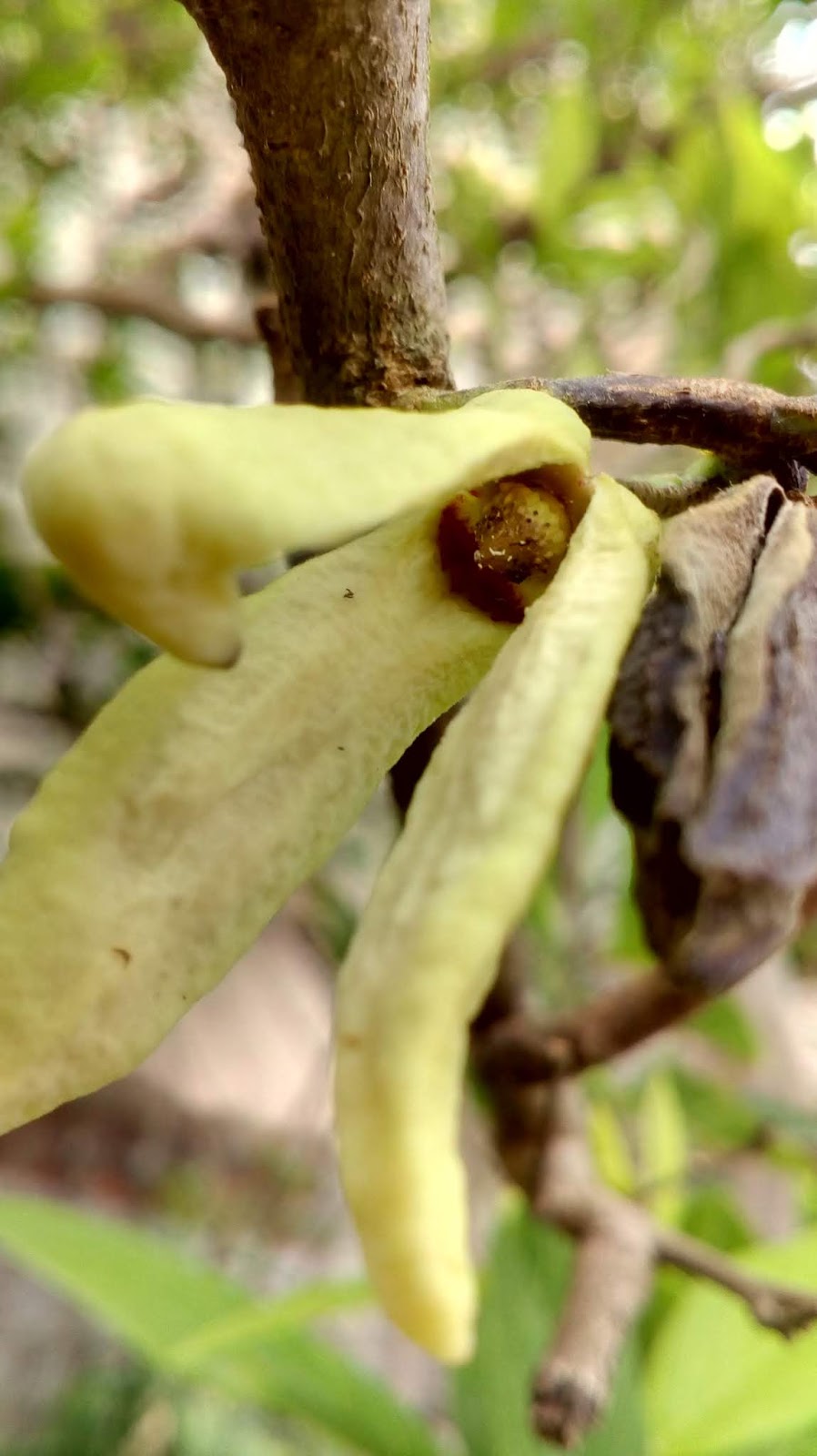 Reproductive parts of Custard Apple