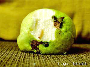 Tudo Contudo: BIOLOGIA - Como surge o bicho dentro da goiaba?