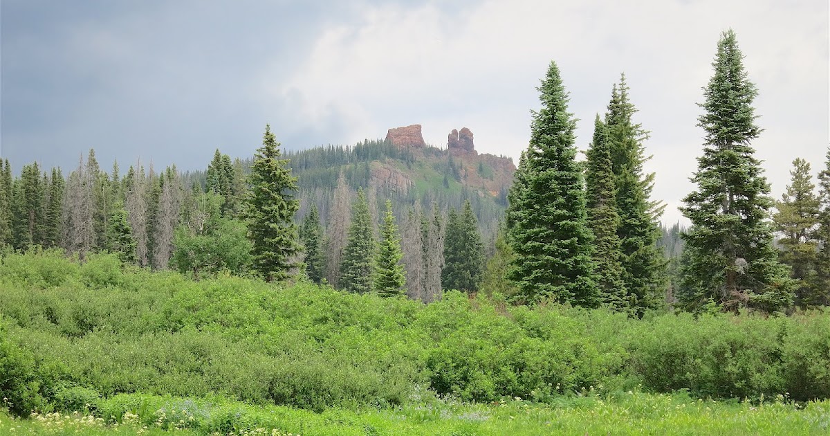 A Wandering Botanist: Visiting Colorado--Wildflowers of Rabbit Ears Pass