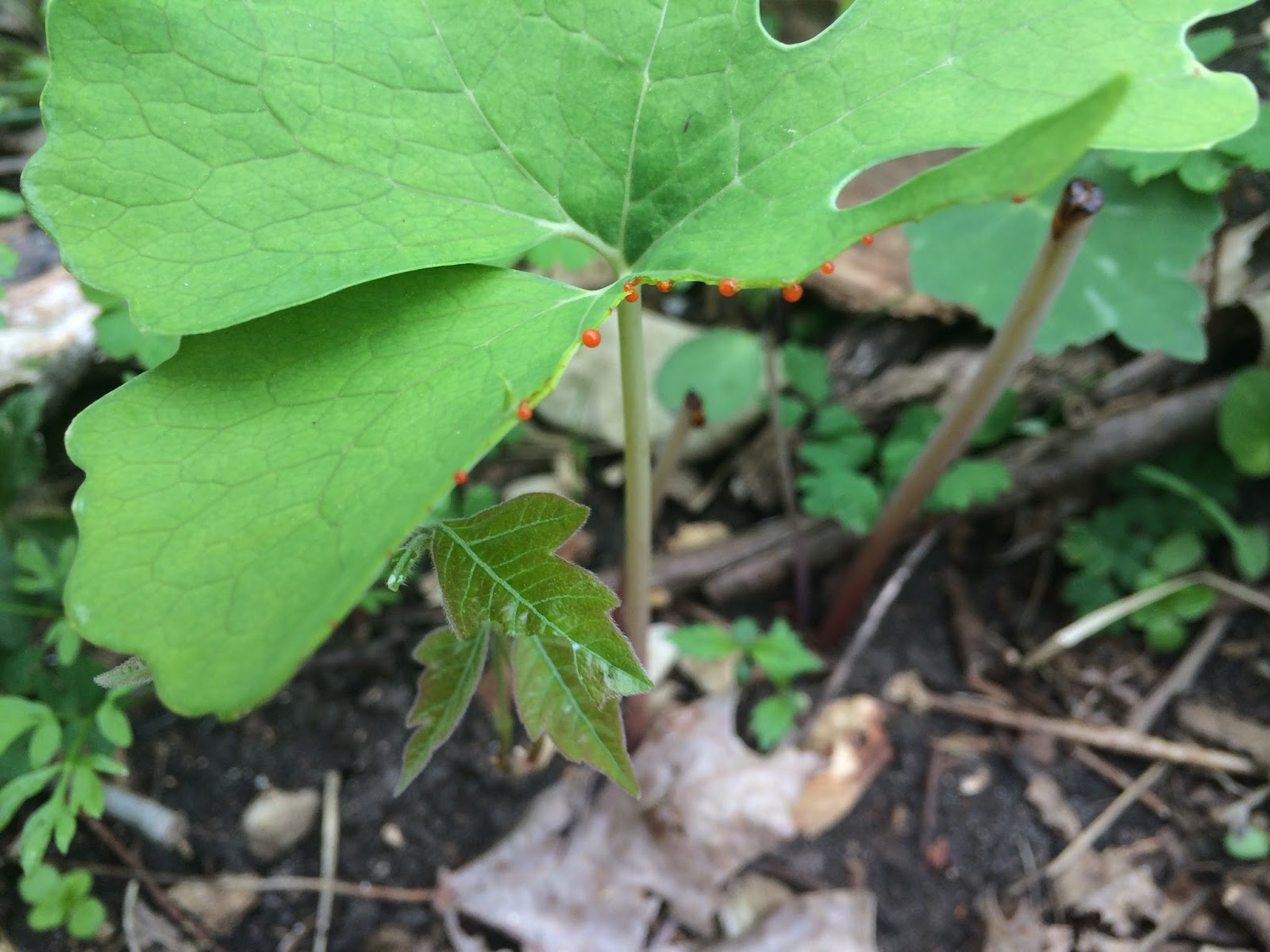 Springfield Plateau: Bloodroot Bleeding