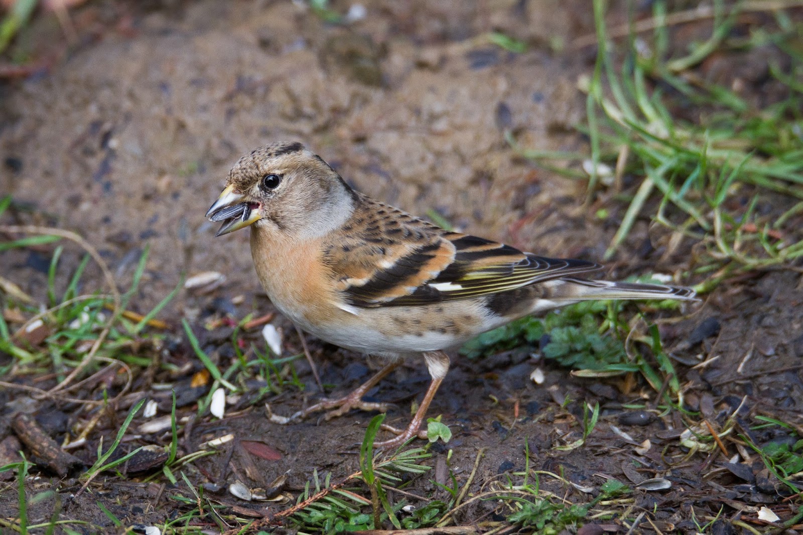 TrogTrogBlog: Bird of the week - Brambling