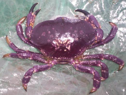 Así Surgen...: IFOP desarrolla proyecto actualización de parámetros ...