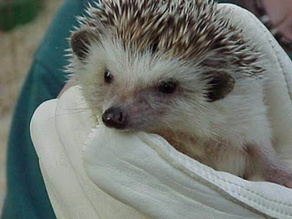 Hedgie's Nature Journal : "Hedgehog" in Other Languages