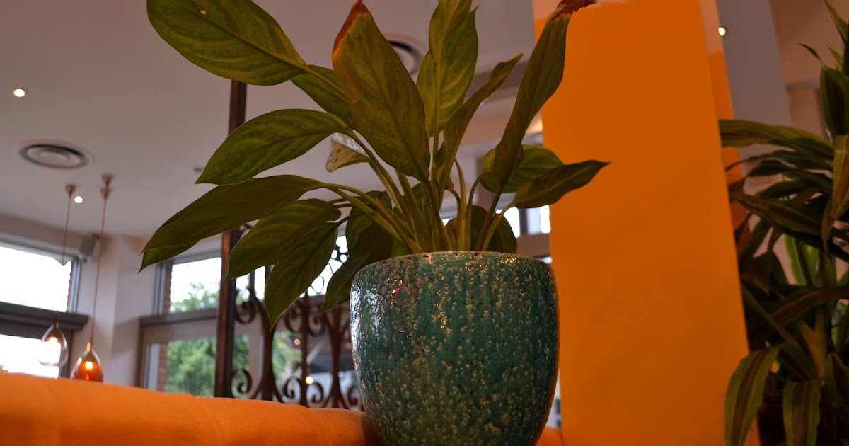 Giraffe World Kitchen Norwich Review* | UK Lifestyle and Beauty Blog