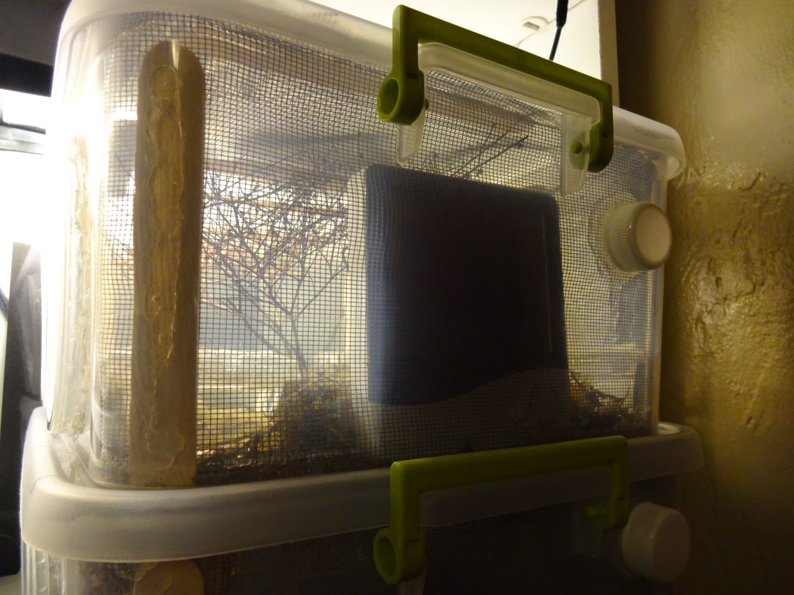 My Mantis Hobby: Stackable Communal Mantis Enclosures