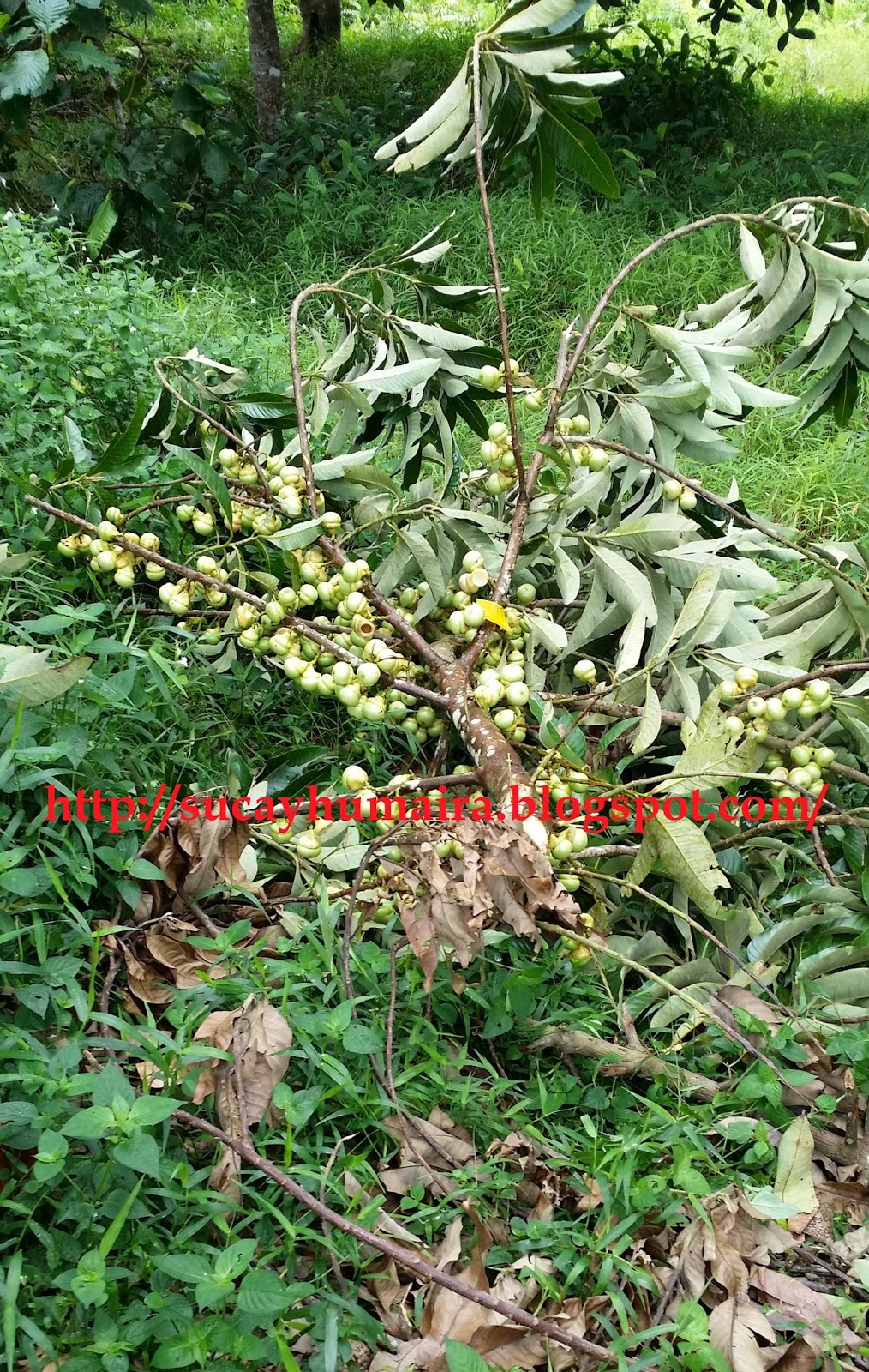 Bunga Mekar Harum Mewangi: Buah Engkalak..Nang Nyaman!!! Only in Sarawak