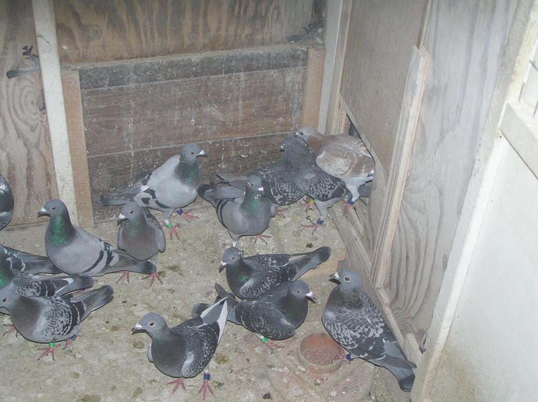 AMERICAN RACING PIGEON UNION