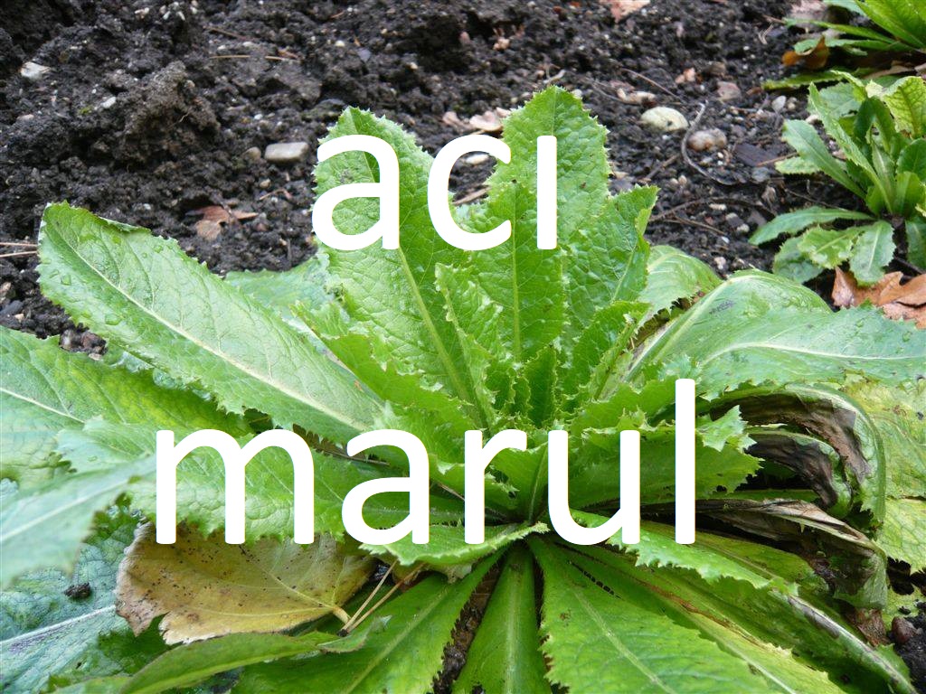 acı marul - BilginCin