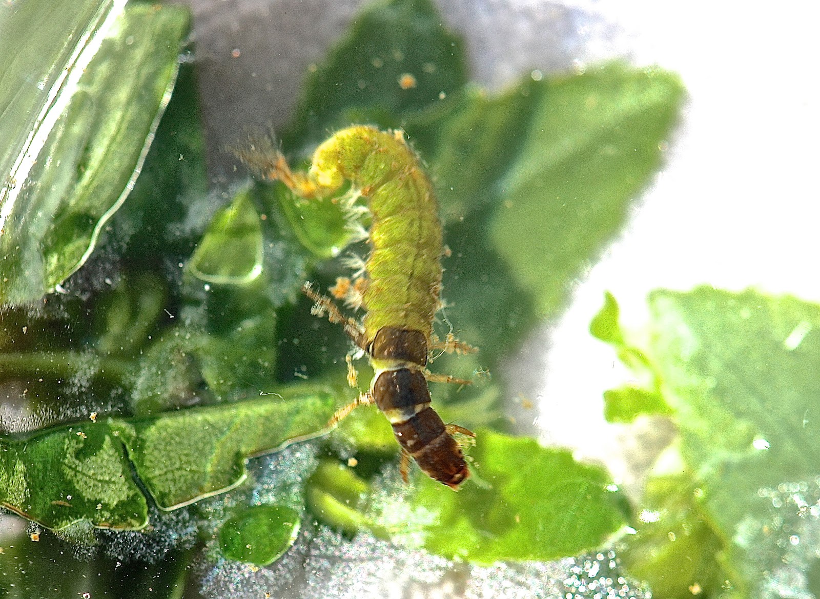 Aquatic Insects of Central Virginia: Back to Virginia: Back to Small ...