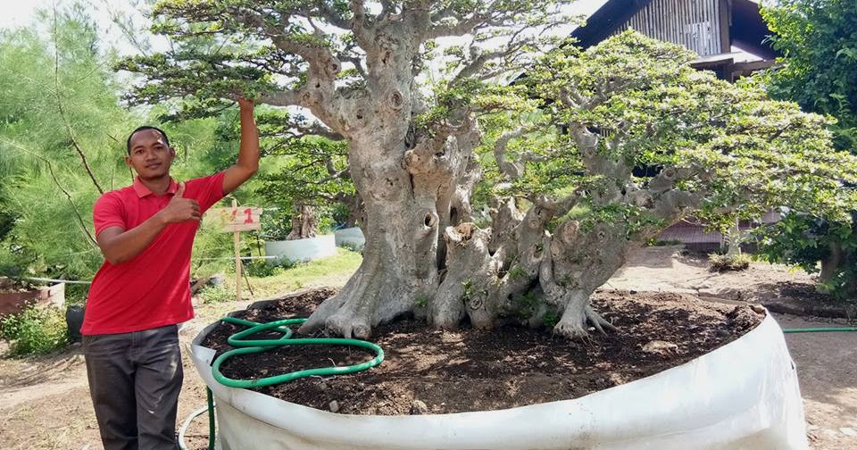 25+ Konsep Terkini Bonsai Pohon Loa