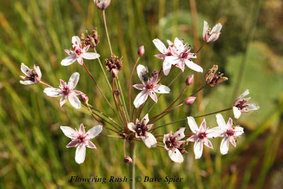 northeast naturalist: Flowering Rush