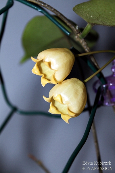 Hoyapassion: Hoya inflata