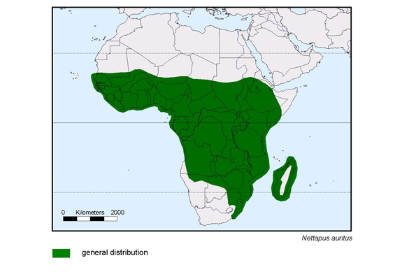 African Pygmy Goose Diet Winter - Coffee House