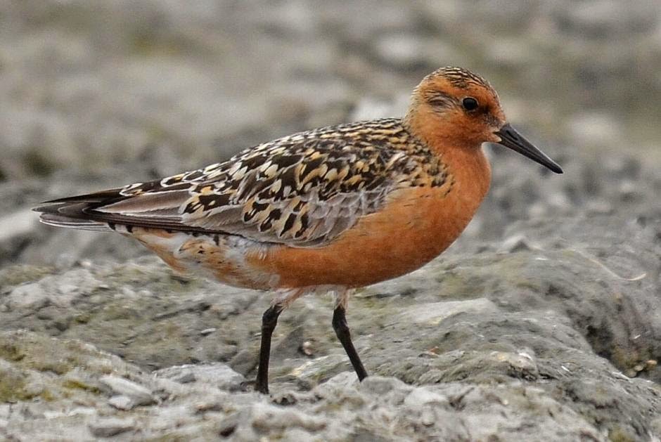 Aves de La Floresta: Playero rojizo