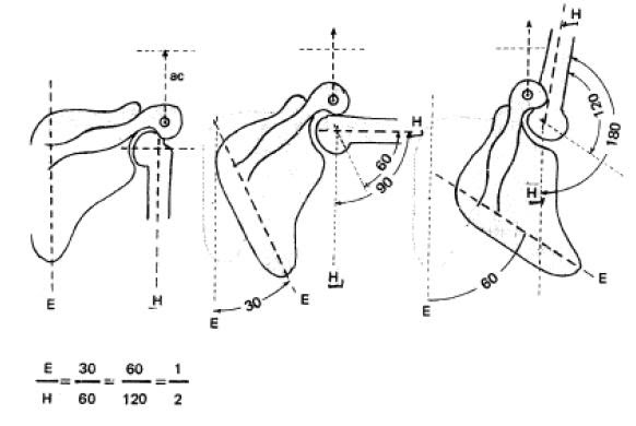 Biomecanica Del Miembro Superior: Ritmo Escapulo Humeral