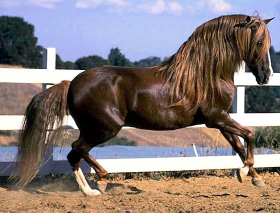 Tarım Siteniz: Atlar ve ırkları (Horses and breeds)