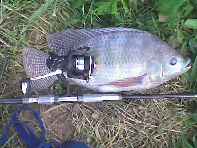 Umpan Ikan Nila Babon Umpan Ikan Nila Babon